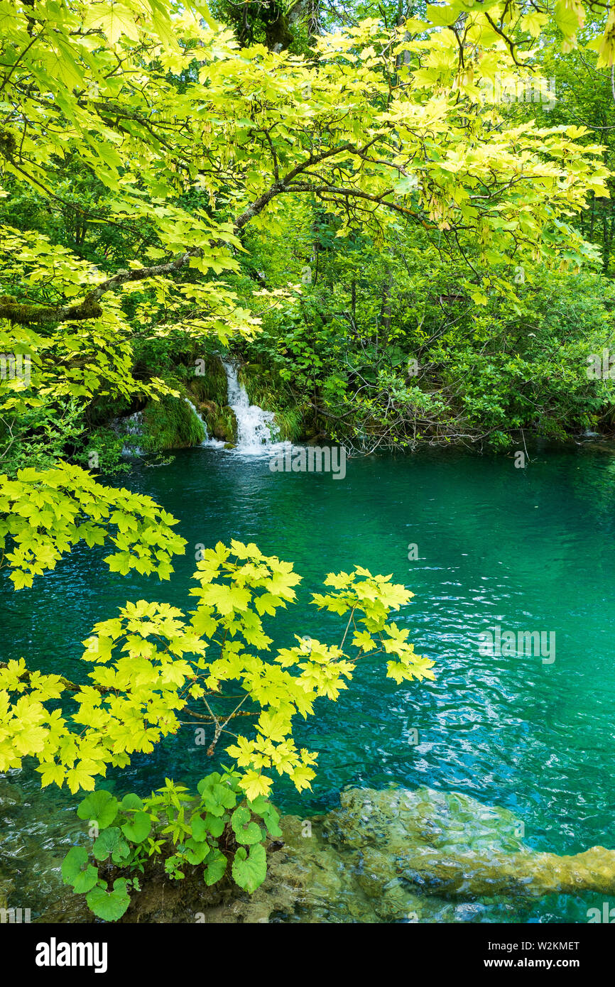 The pure fresh water of a small creek cascades into the azure coloured ...