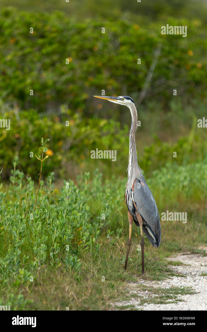 Animals of the marsh hi-res stock photography and images - Alamy