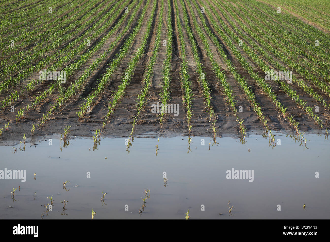Corn plants damaged hi-res stock photography and images - Alamy