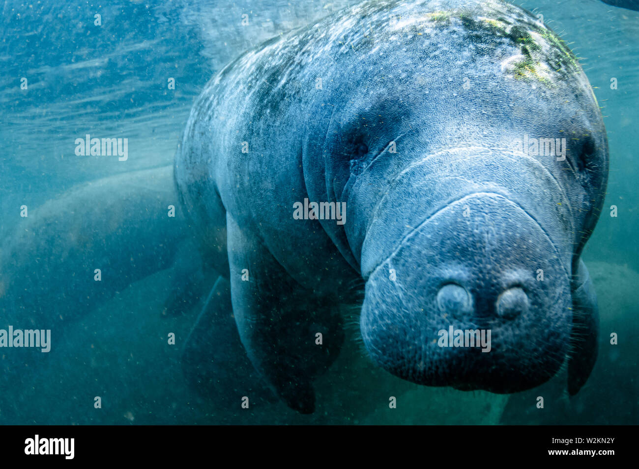 Curious West Indian Manatee enjoying the warm spring water during a ...