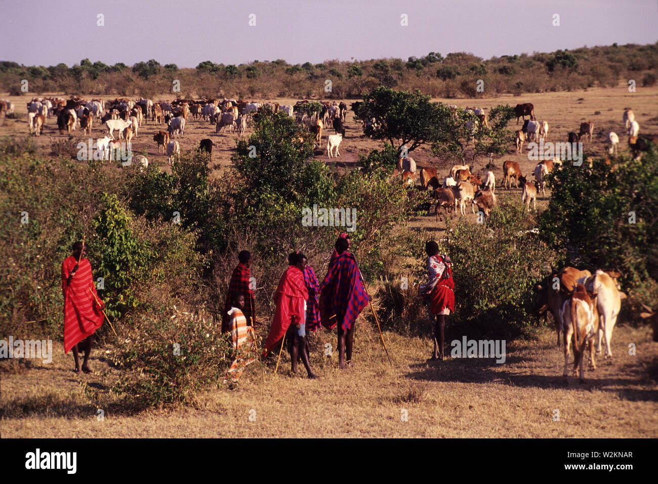 Masai tribesmen with cattle near Masai Mara Game Reserve, Kenya Stock ...