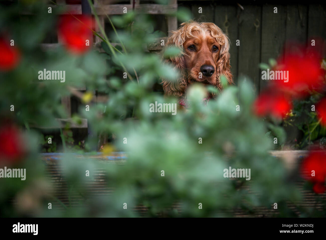 Cocker spaniel flowers hi-res stock photography and images - Alamy