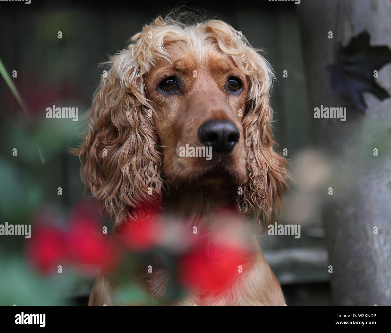 Cocker spaniel flowers hi-res stock photography and images - Alamy
