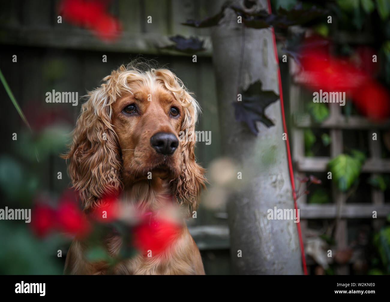 Cocker spaniel flowers hi-res stock photography and images - Alamy