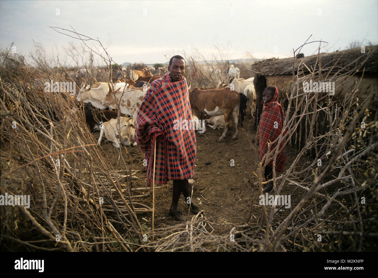 Masai at his manyatta, Masai Mara Game Reserve, Kenya. Masais are maybe ...