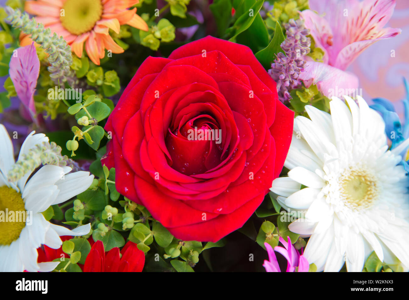 Bouquet of fresh red, white , orange roses . bouquet of multicolored ...