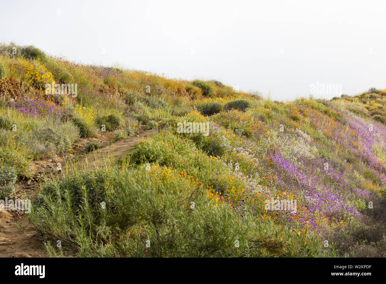 Superbloom california mountain path hi-res stock photography and images ...