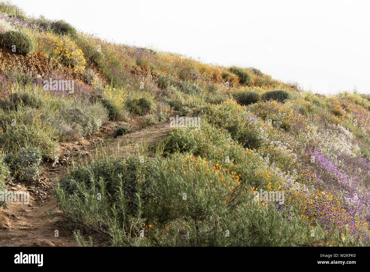 Superbloom california mountain path hi-res stock photography and images ...