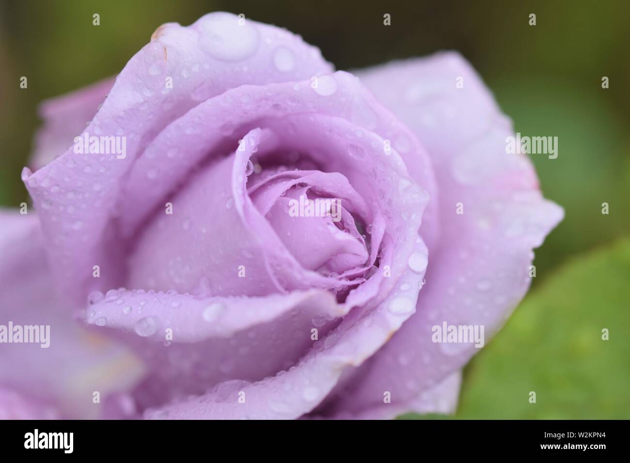 Purple rose blooming with raindrops Stock Photo - Alamy