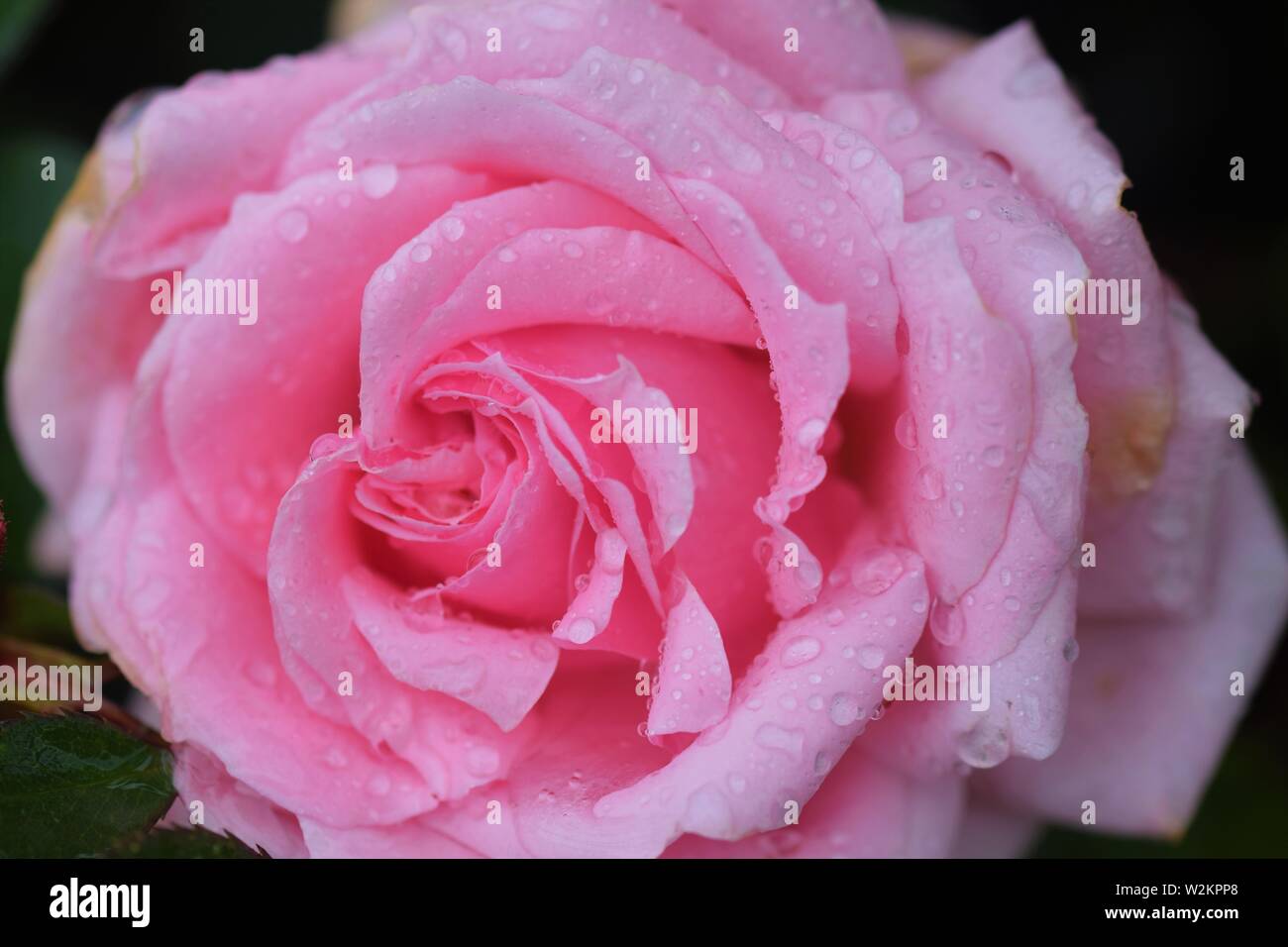 Pink rose in bloom with raindrops Stock Photo - Alamy