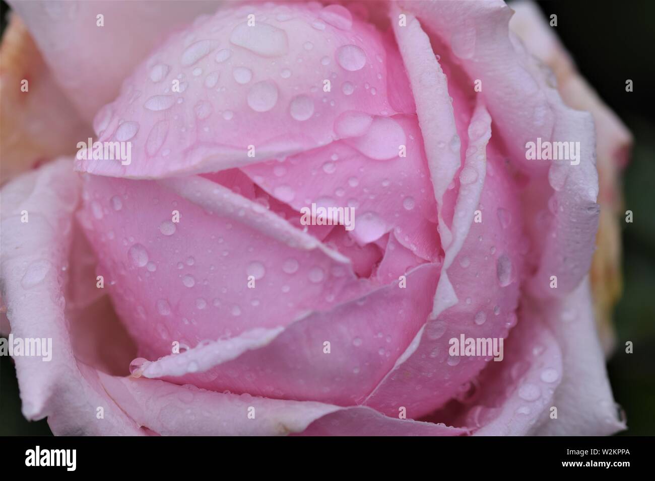 Budding rose hi-res stock photography and images - Alamy