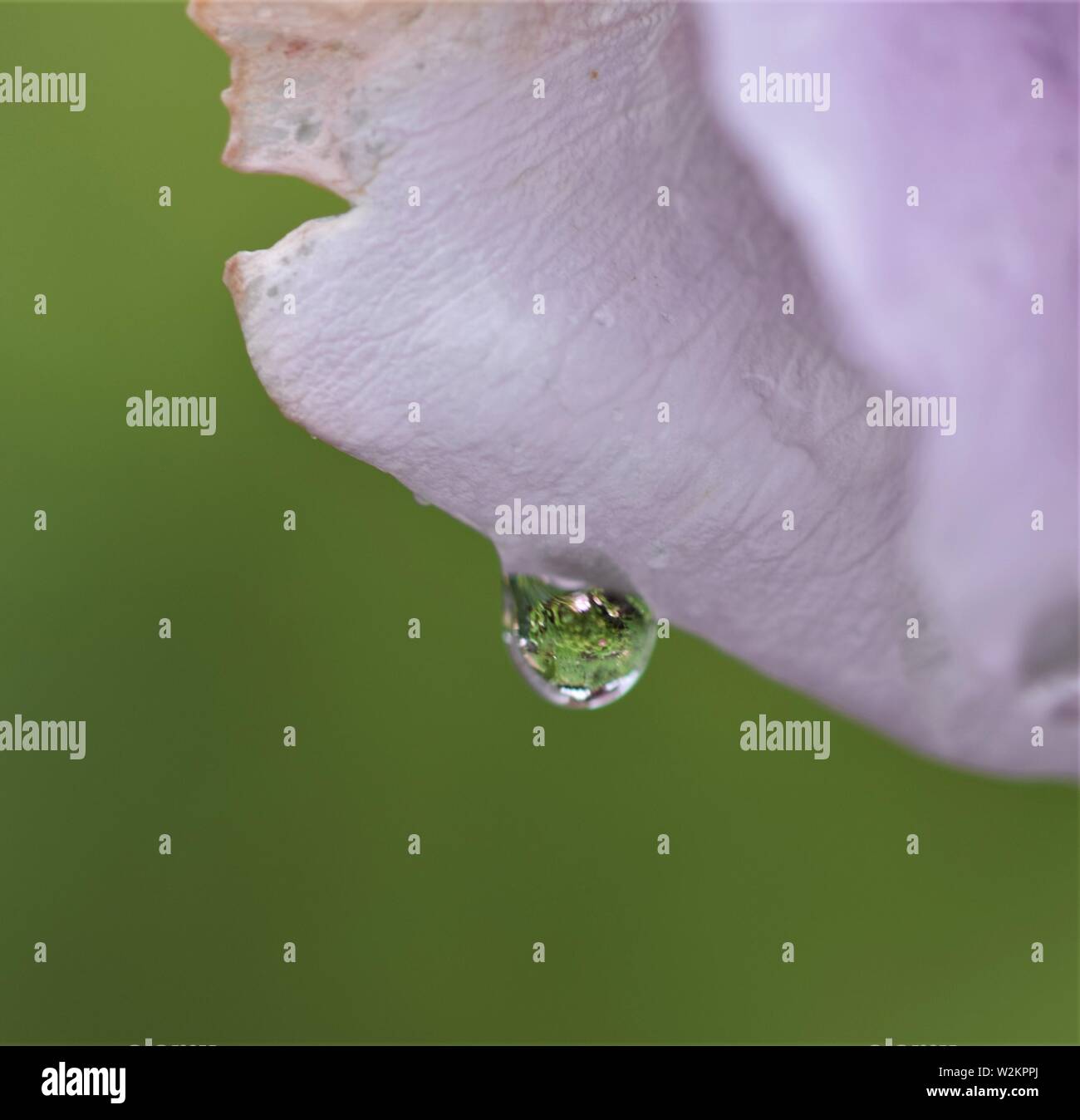 Delicate raindrop hi-res stock photography and images - Alamy