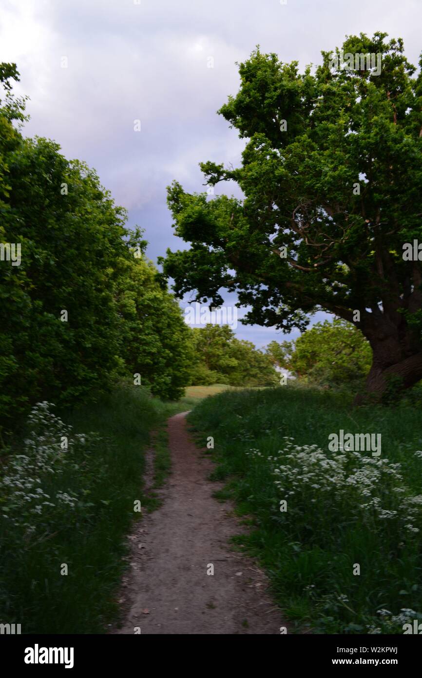 A well worn track way through oak woods in summer Stock Photo - Alamy