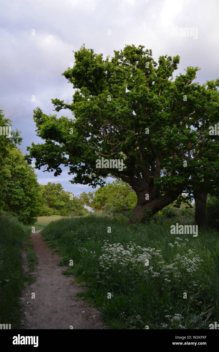 A well worn track way through oak woods in summer Stock Photo - Alamy