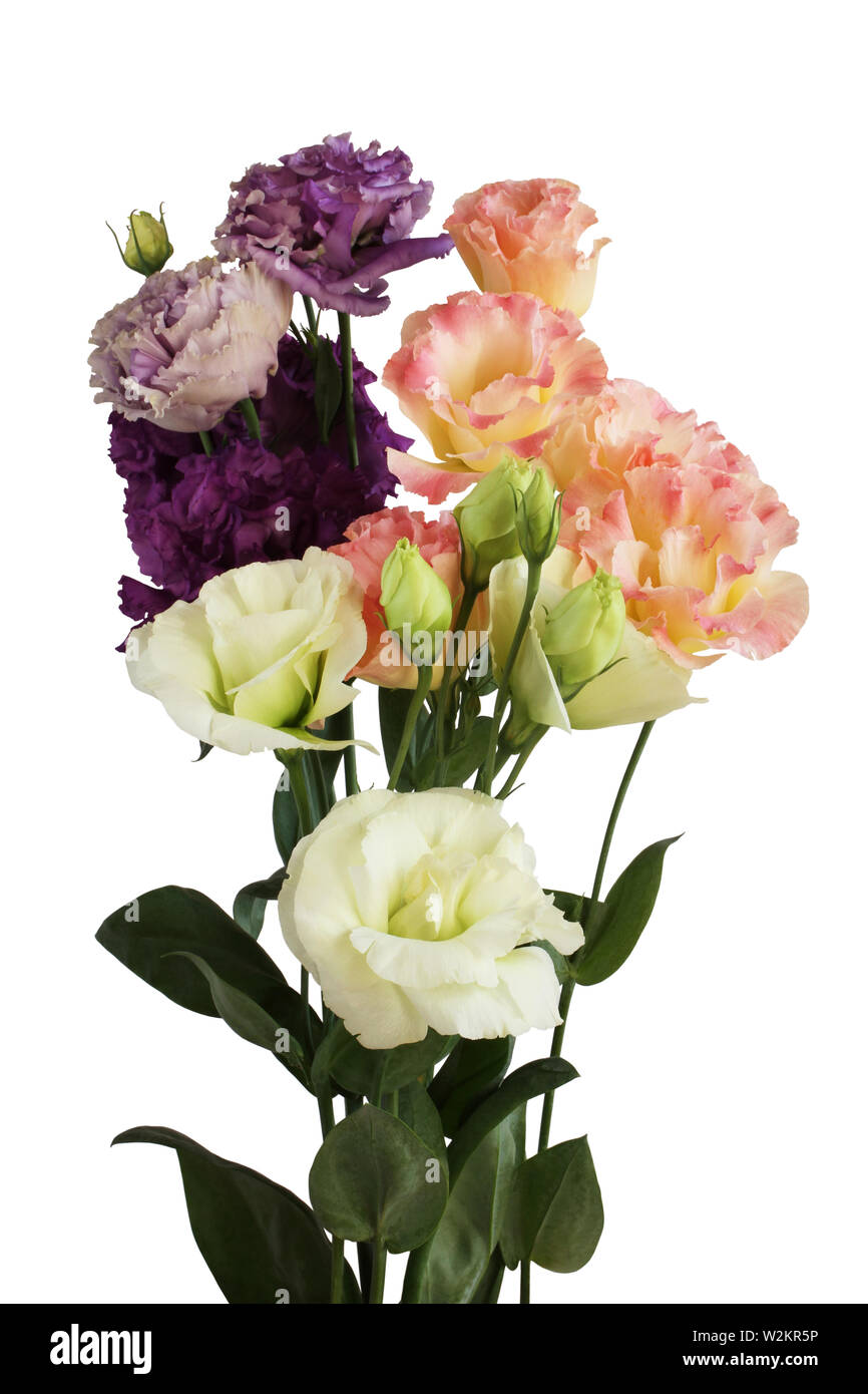 Bouquet of lilac, white, pink and purple eustoma flowers isolated on ...