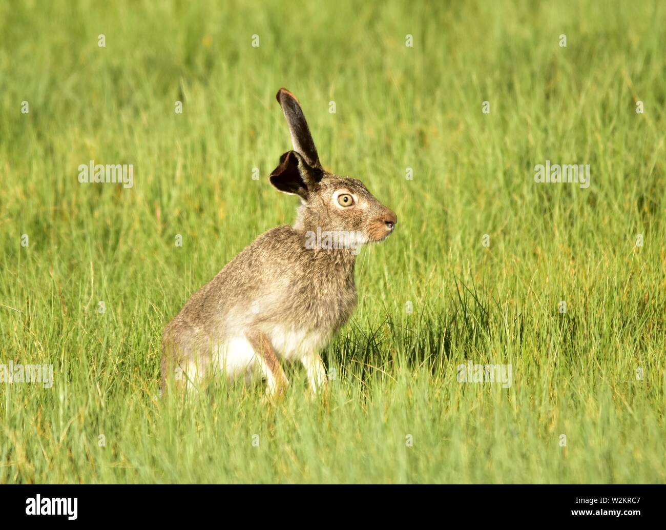 A White Tailed Jackrabbit in the grasslands at Arapaho National ...