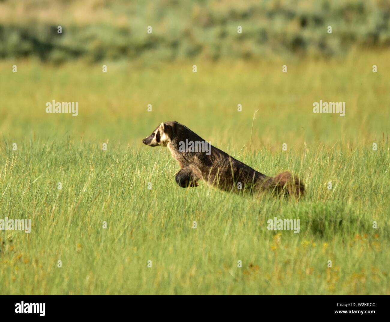 American Badger Hunting