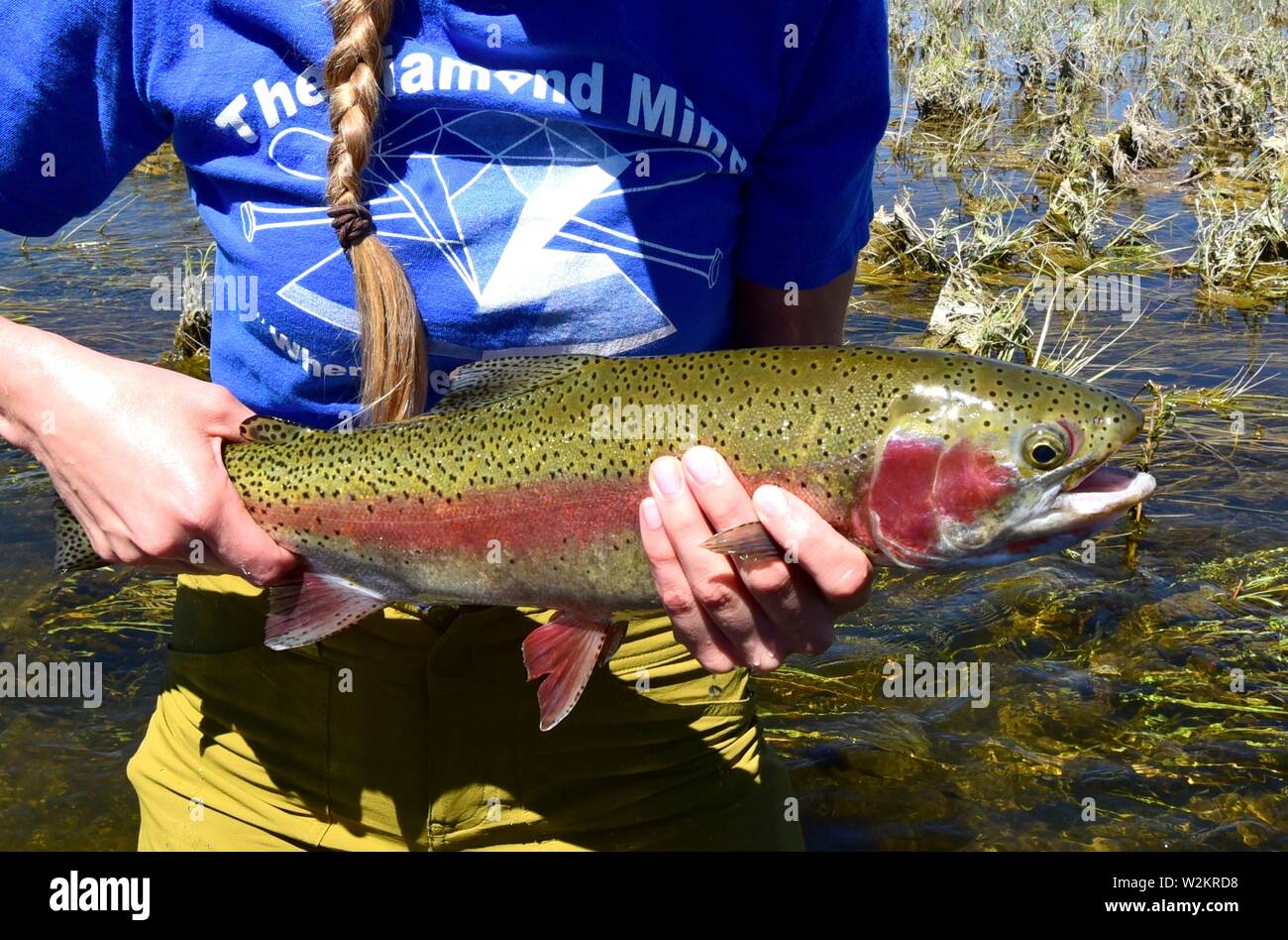 A fisherman holds a Rainbow Trout caught with a fly rod at the Arapaho ...