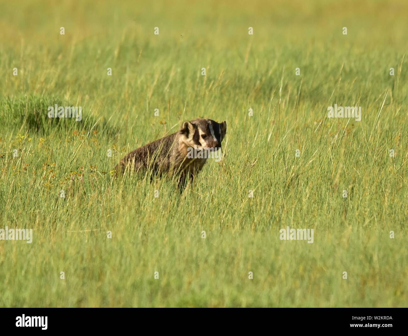 American Badger Hunting