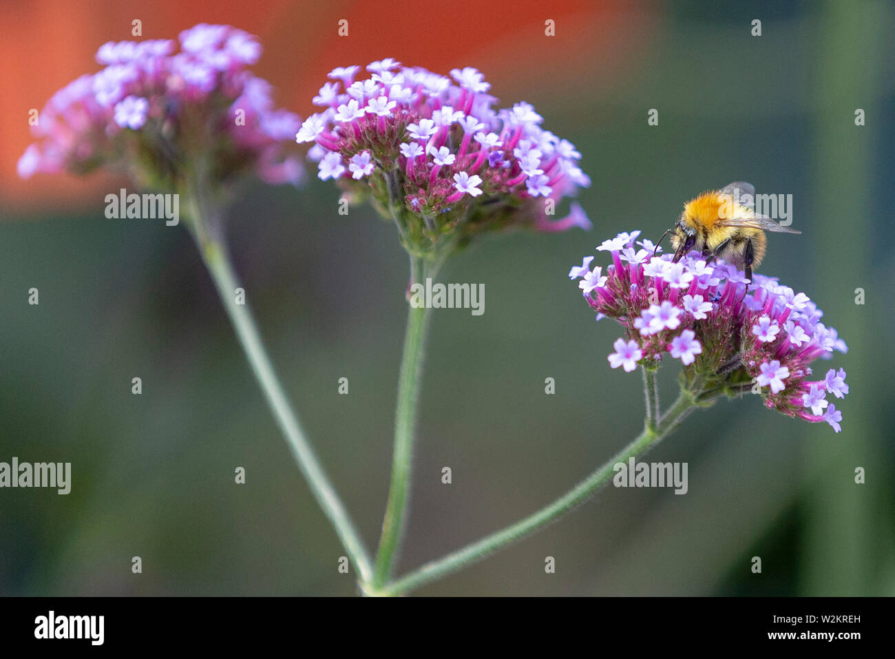 Bee in pink flower hi-res stock photography and images - Alamy