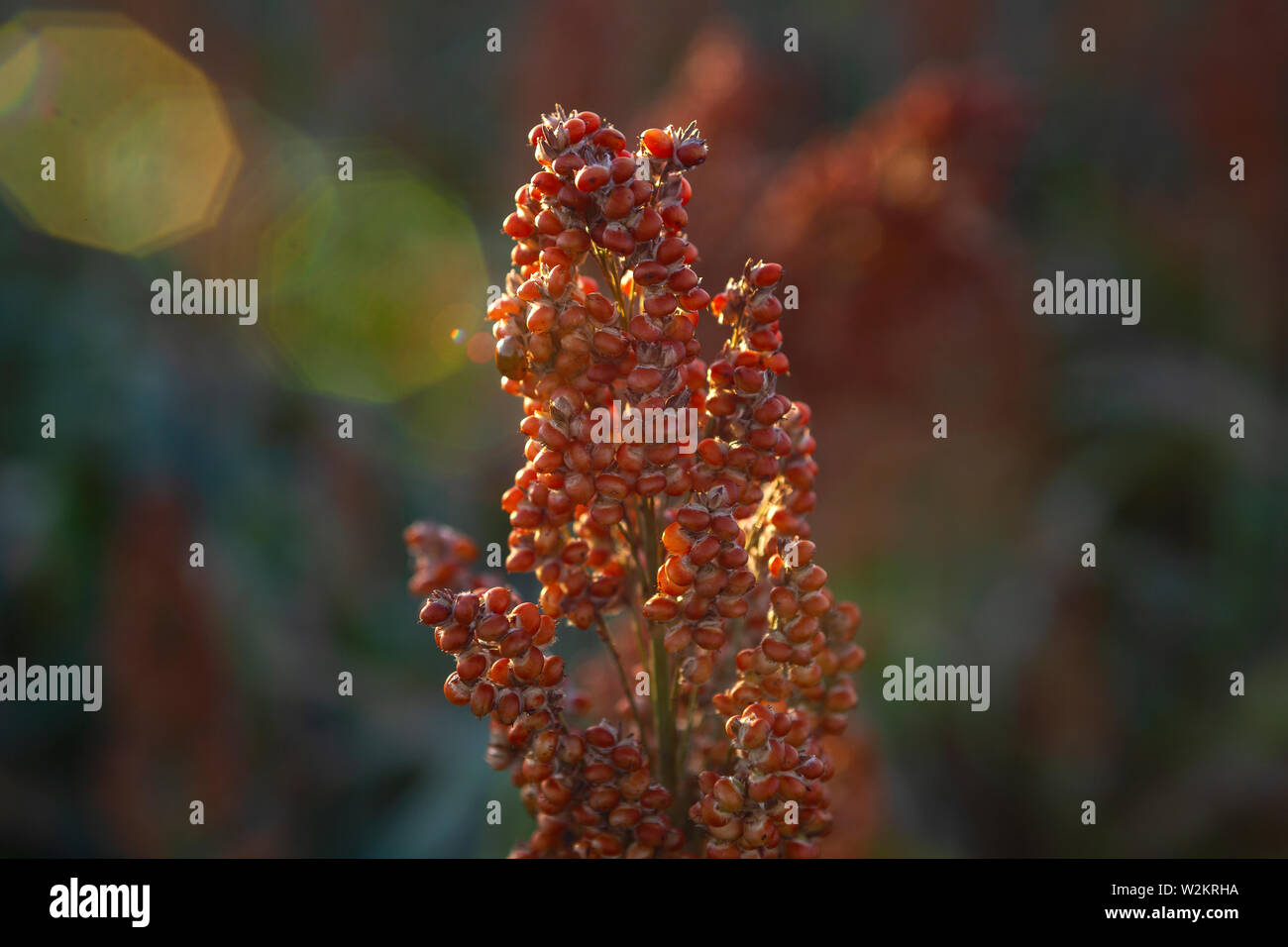 seeds background amazing beautiful images agriculture sorghum cultive ...