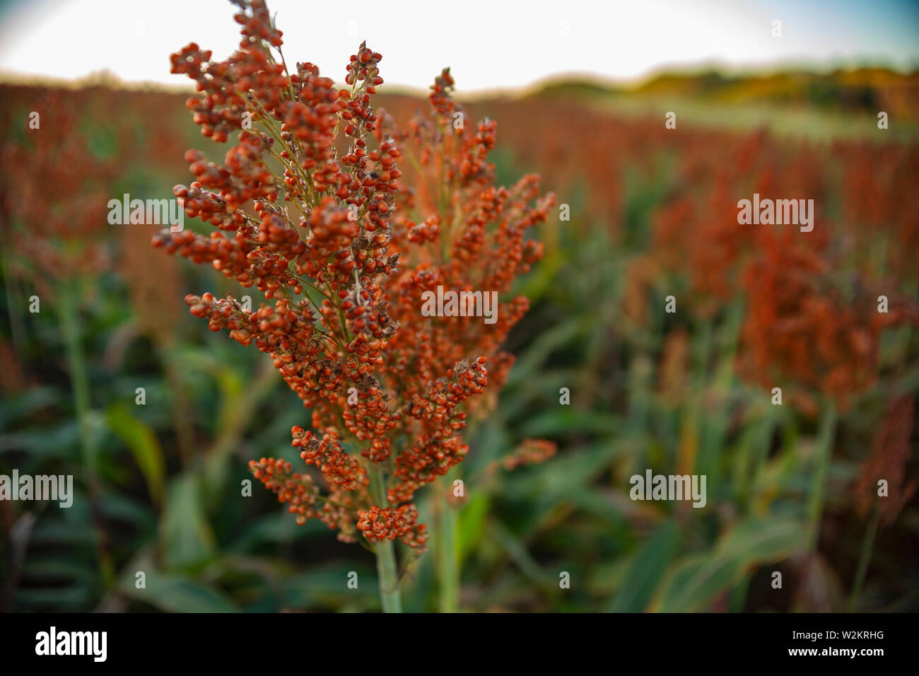 seeds background amazing beautiful images agriculture sorghum cultive ...