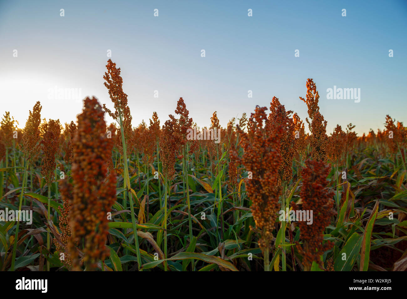 seeds background amazing beautiful images agriculture sorghum cultive ...