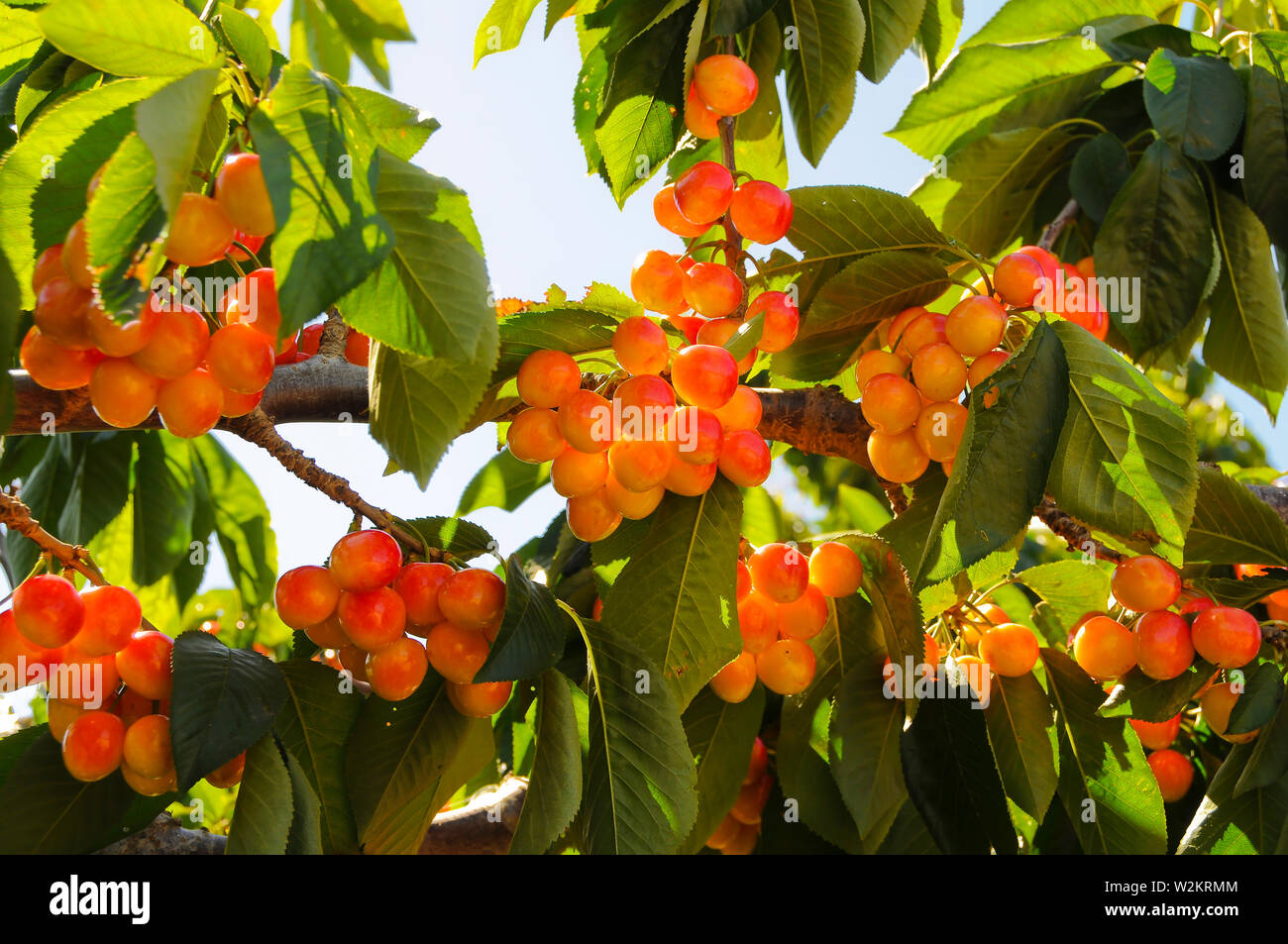 Rainier Cherries on Tree Branches Stock Photo - Alamy