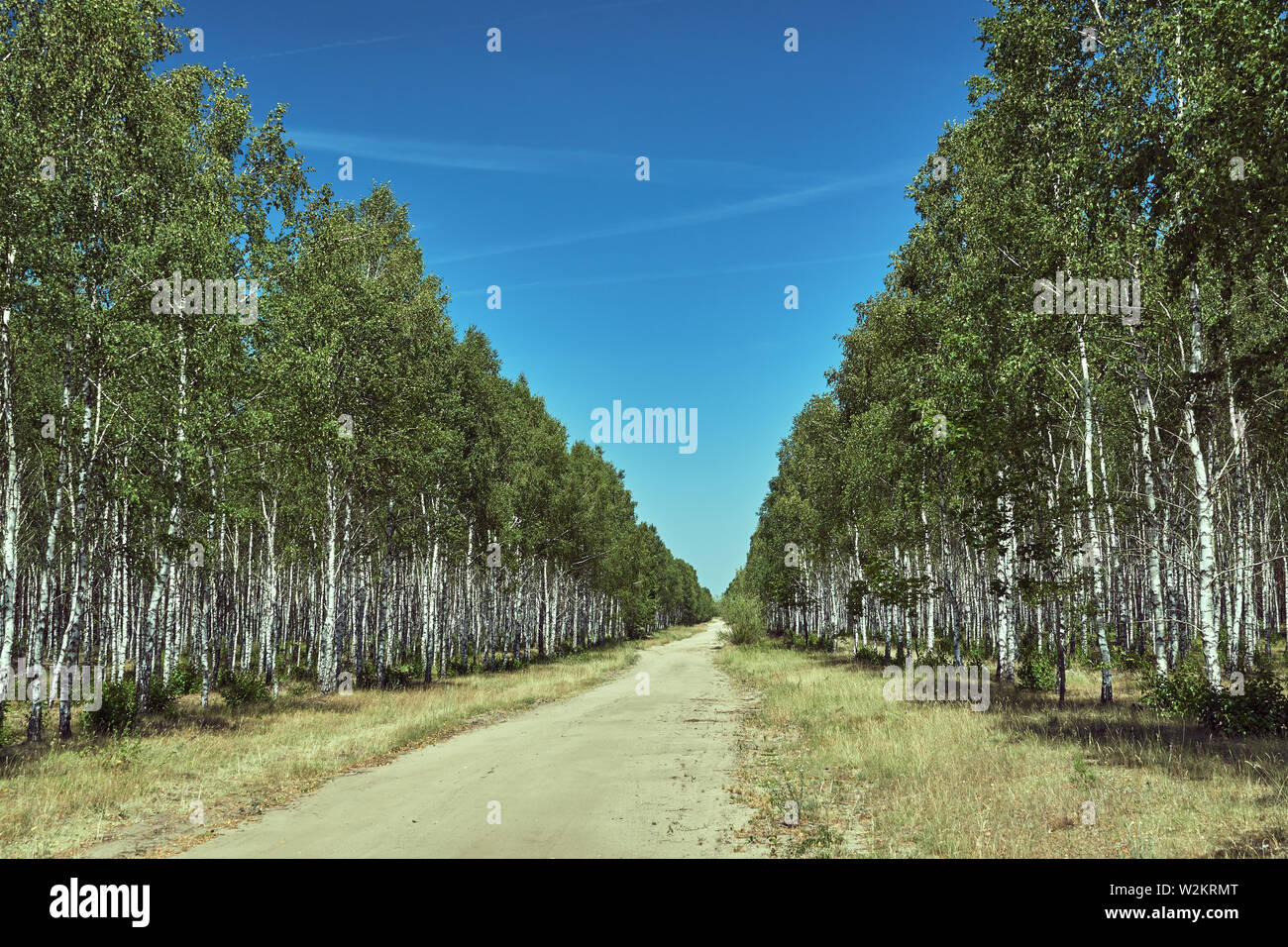 Trunk sandy birch hi-res stock photography and images - Alamy