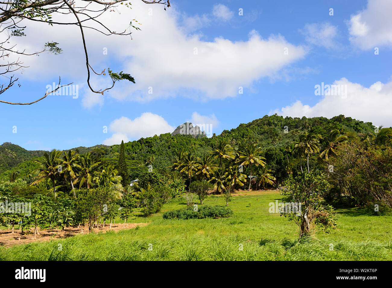 Scenic view of the mountains and coconut trees at Rarotonga, Cook ...