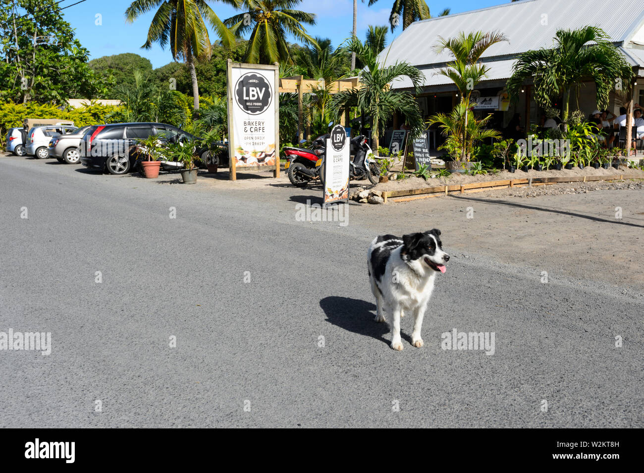 Stray dogs hi-res stock photography and images - Alamy