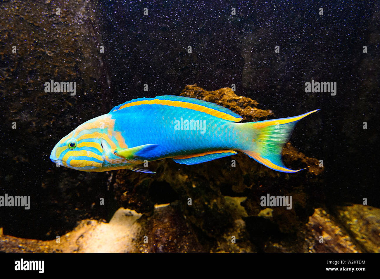 Cook islands fish hi-res stock photography and images - Alamy