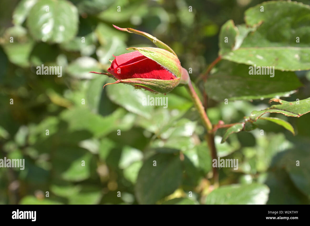 Rose midges hi-res stock photography and images - Alamy