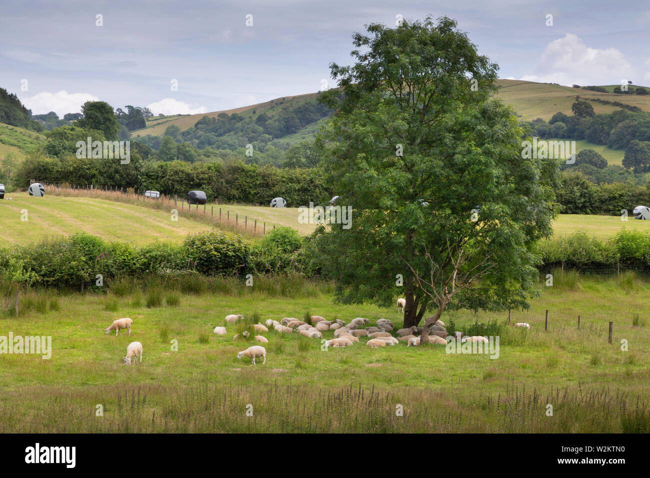Welsh sheep hi-res stock photography and images - Alamy