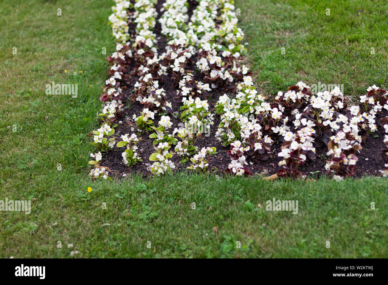 flowerbed geometry decorative garden grass Stock Photo - Alamy
