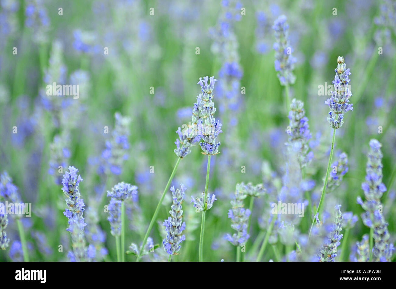 Lavender or Lavendula evergreen spicose field flowers with blue and ...