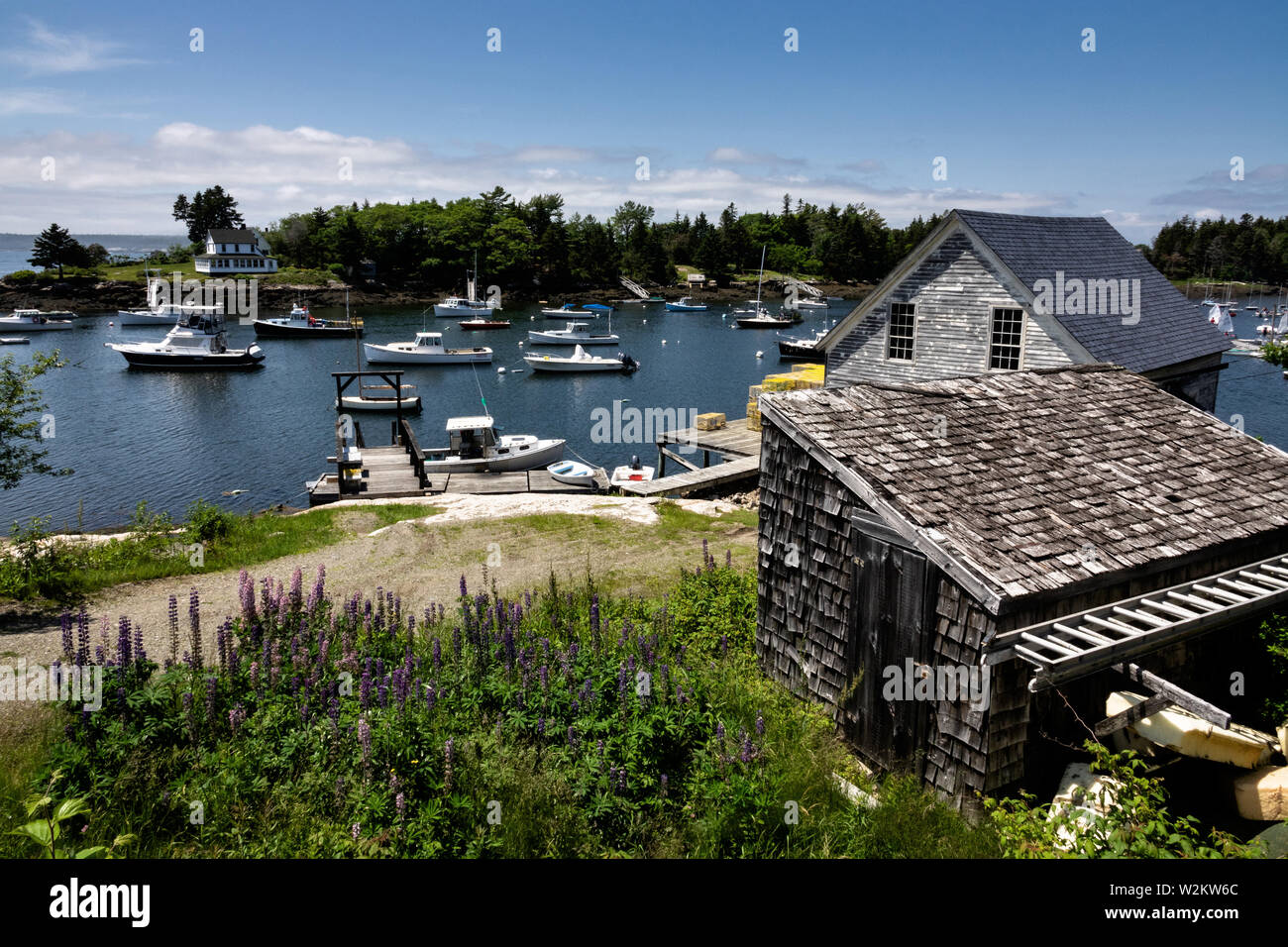 A boat house and lobster wharf with Lupines flowering in the tiny ...