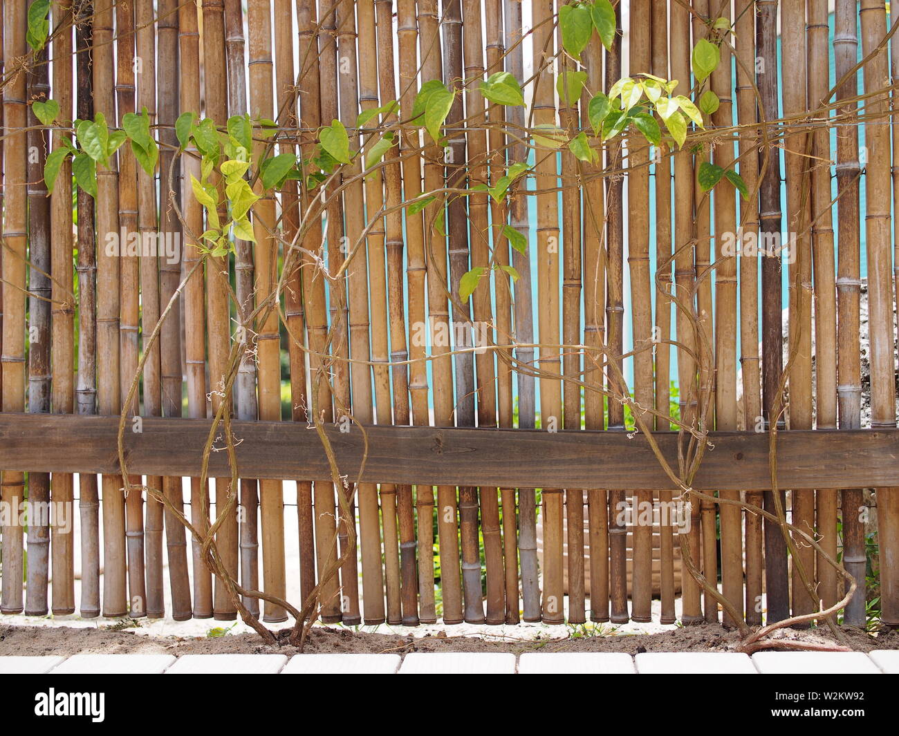 Pretty bamboo fence with a climbing vine. Anguilla, BWI Stock Photo - Alamy