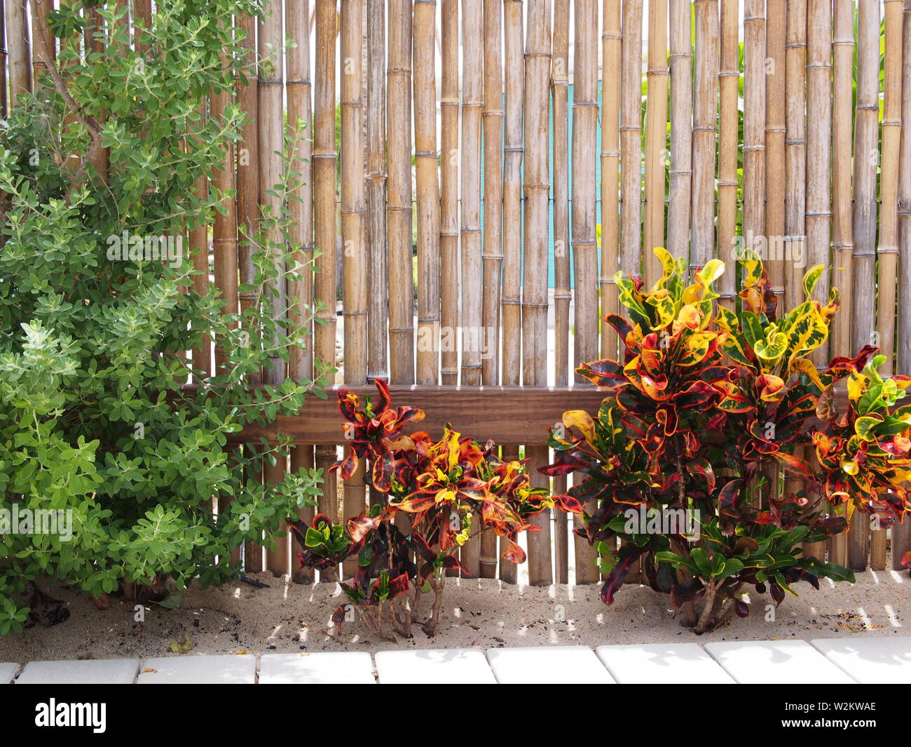 Bamboo fence, fronted by Croton Curly Boy shrubs. Anguilla, BWI Stock ...
