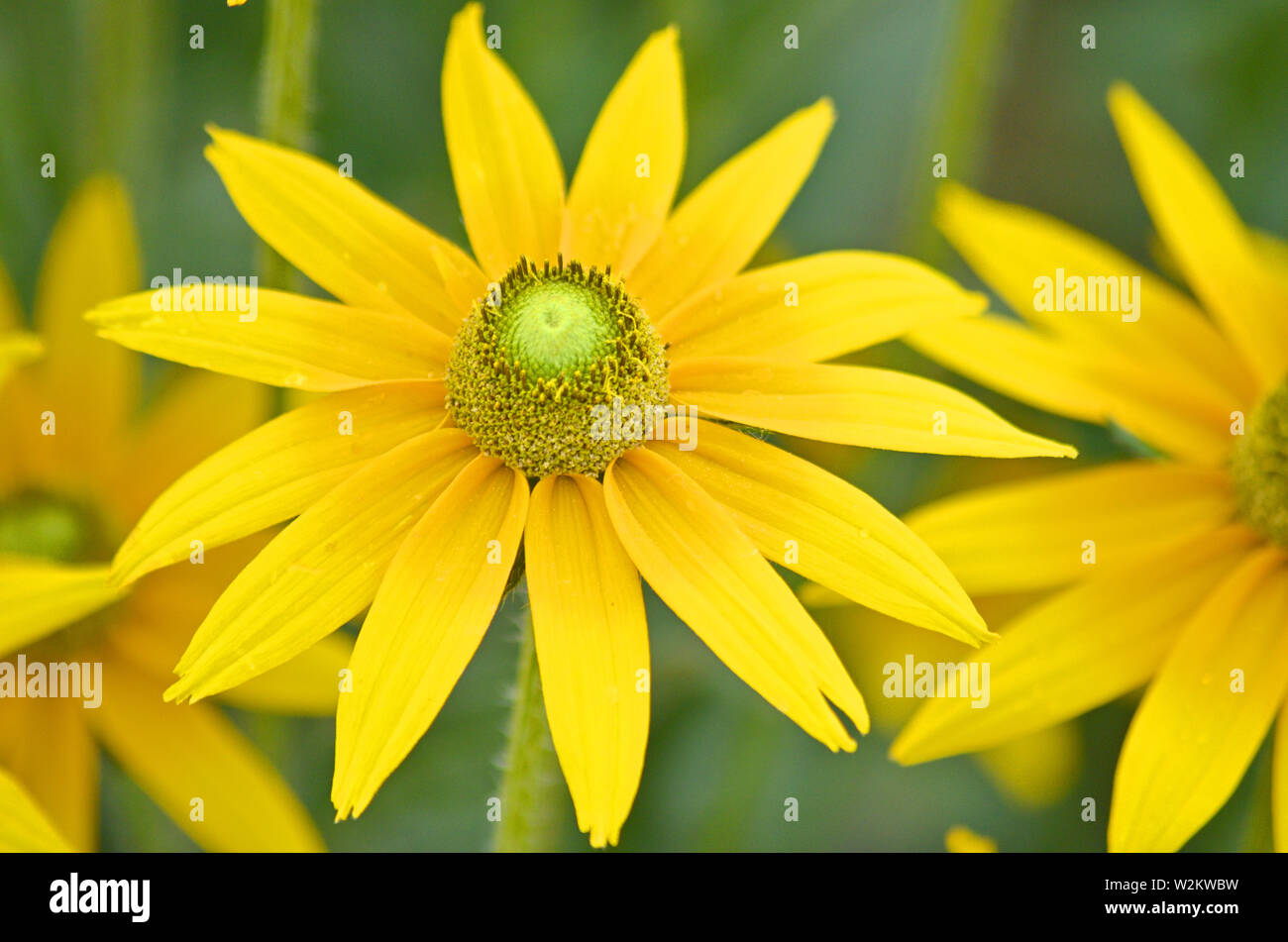Doronicum orientale leopards bane hi-res stock photography and images ...