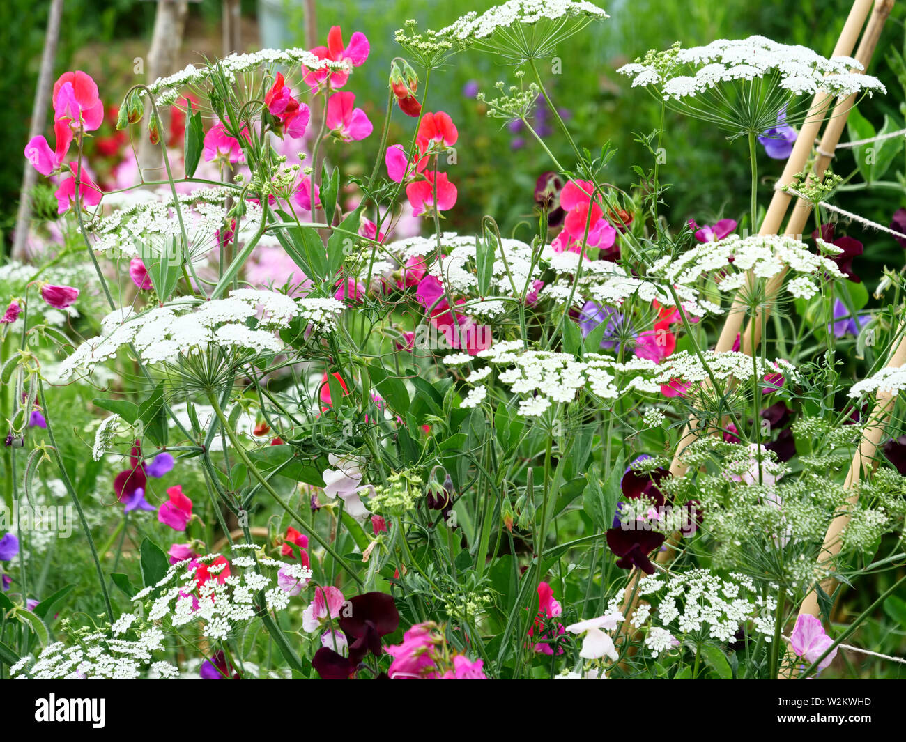 Cottage Garden High Resolution Stock Photography and Images - Alamy