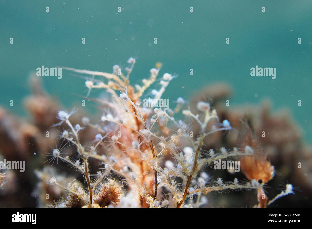Christmas Tree Hydroid (Pennaria disticha), Mead's Bay, Anguilla, BWI ...