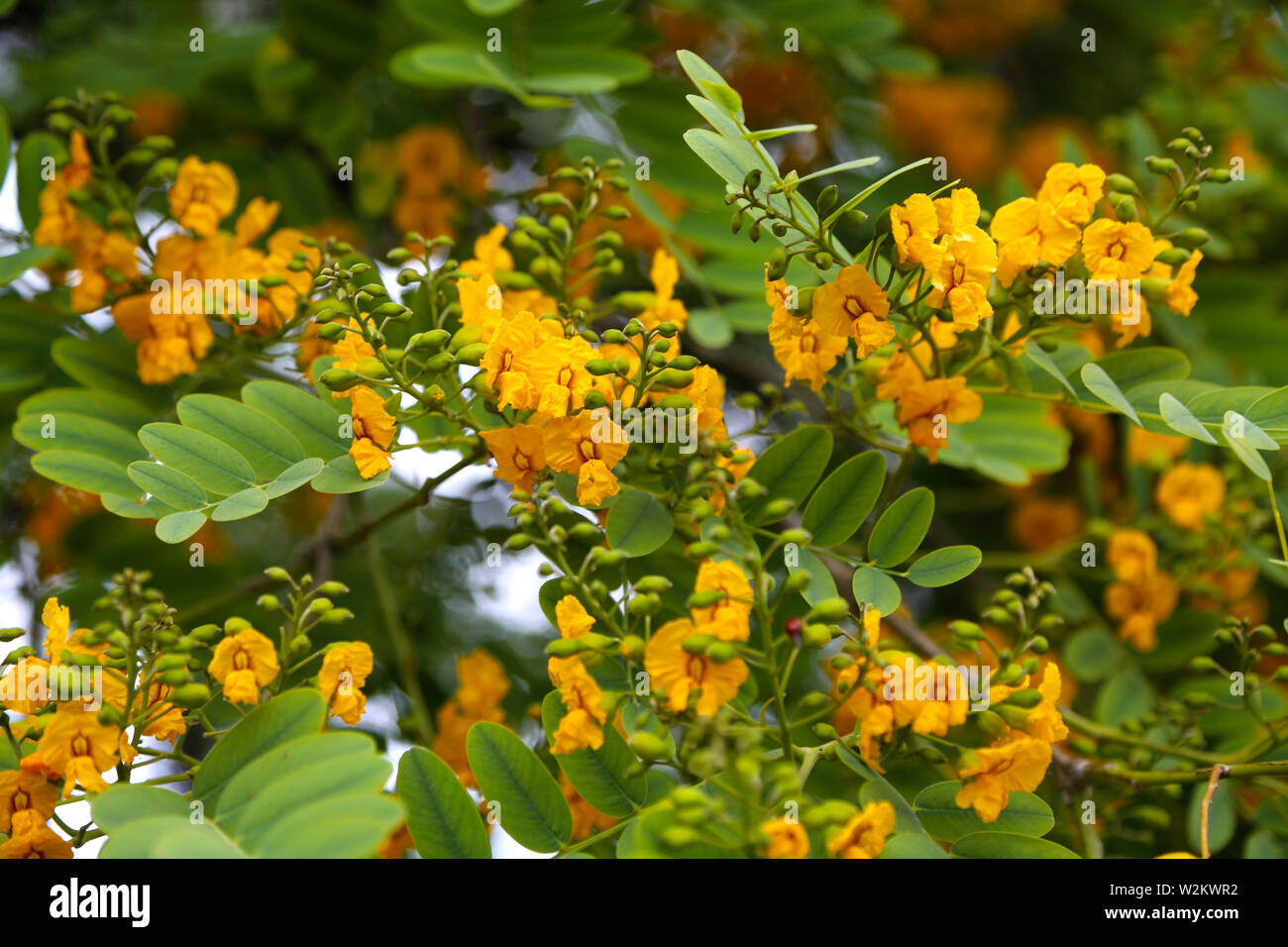 Yellow acacia flowers brightly blooming on a tree in early summer Stock ...