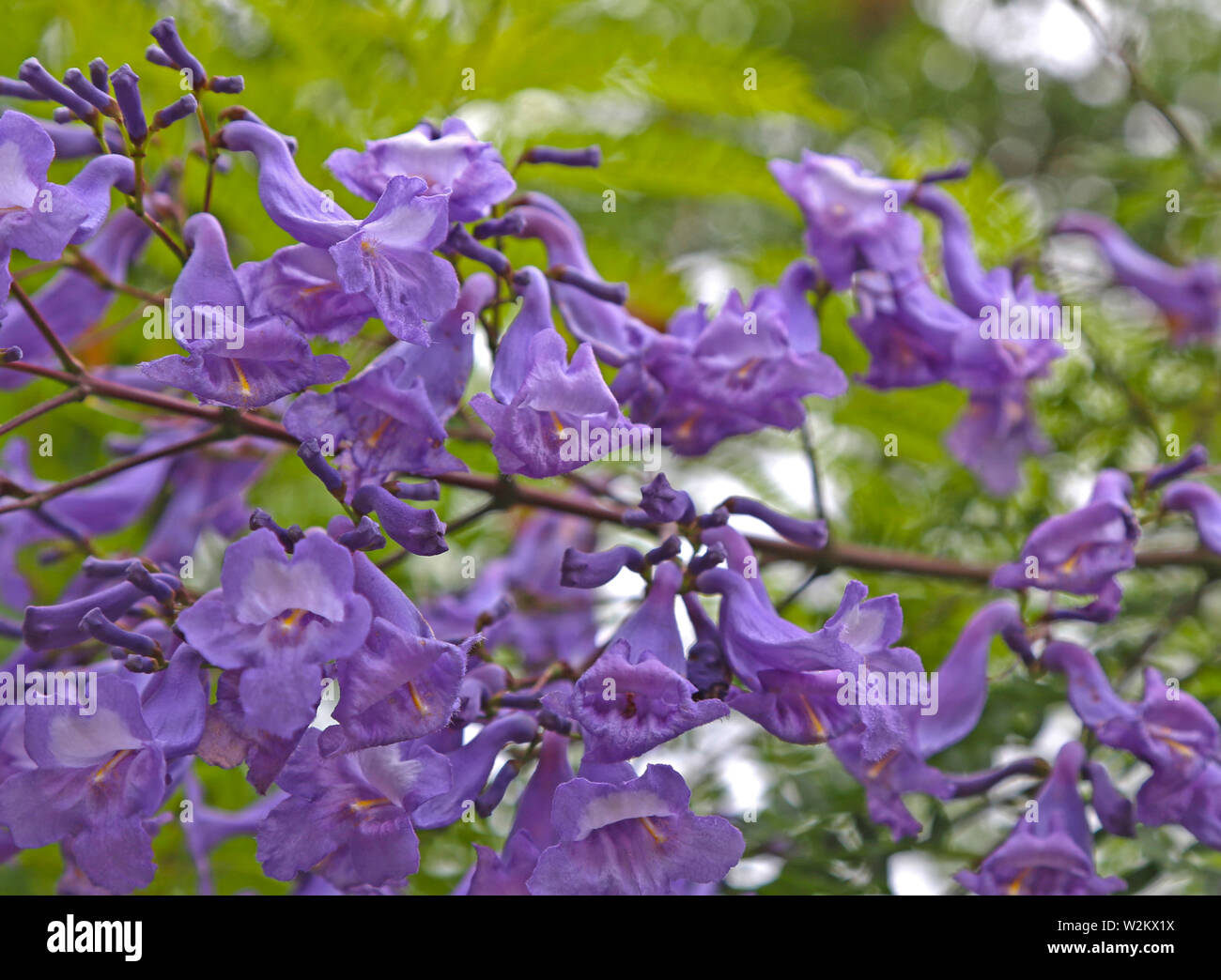 Long bels hi-res stock photography and images - Alamy