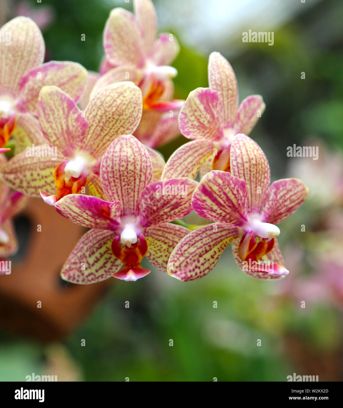 Striped orchids hi-res stock photography and images - Alamy