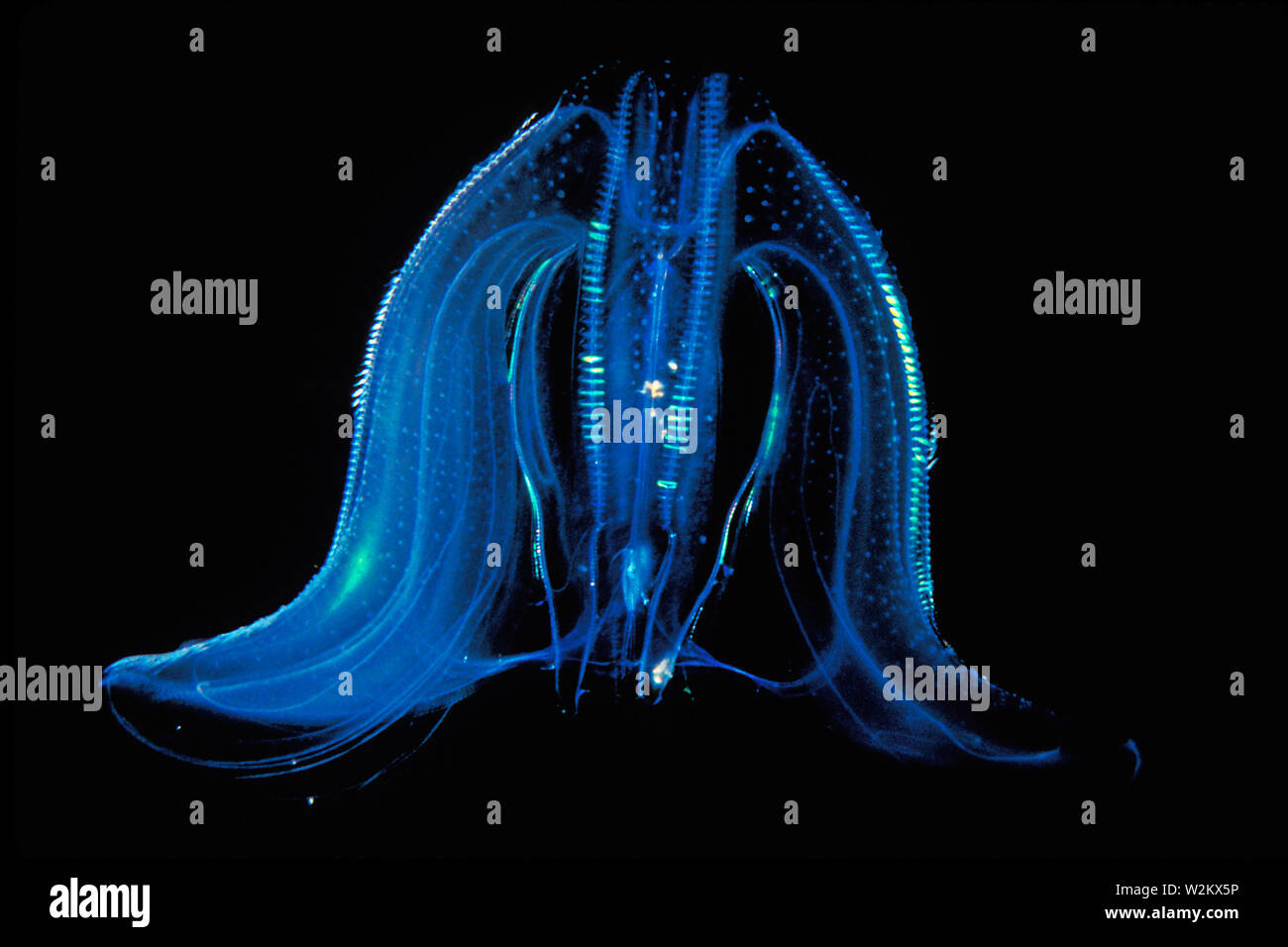 Unusual comb hi-res stock photography and images - Alamy