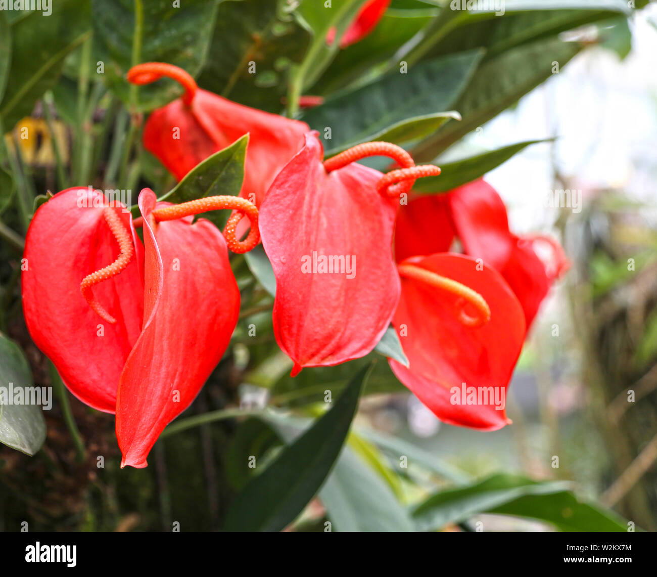 Red Anthuriums, Anthurium andreanum, tropical plant in green leafy ...
