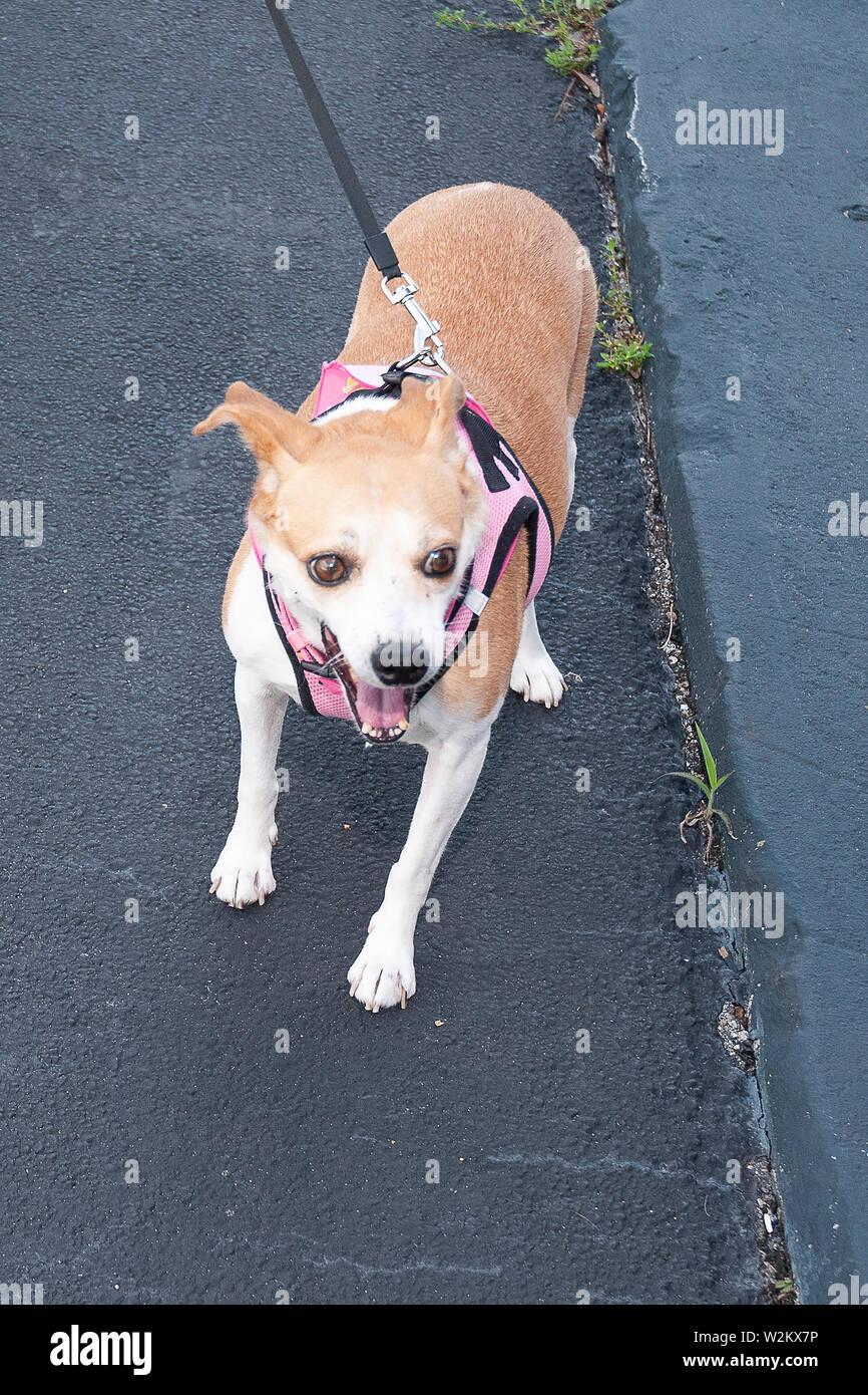 Docile dogs hi-res stock photography and images - Alamy