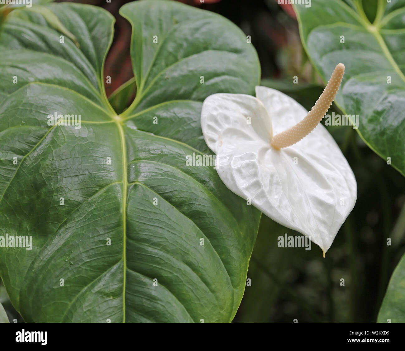 White Anthuriums, Anthurium andreanum, tropical plant in green leafy ...