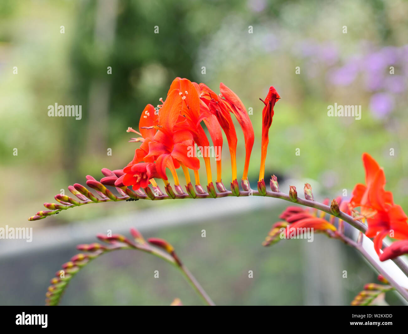 Fiery red flower of garden plant Crocosmia Lucifer, which is very good ...